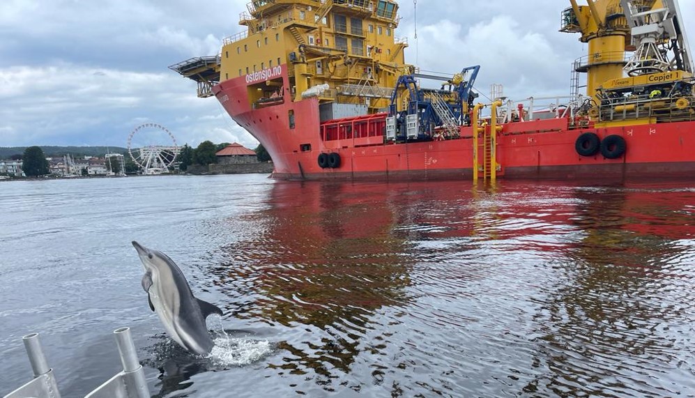 NORFEST - The Nordic Festoon